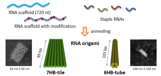 DNAナノテクノロジーグループ 京都大学